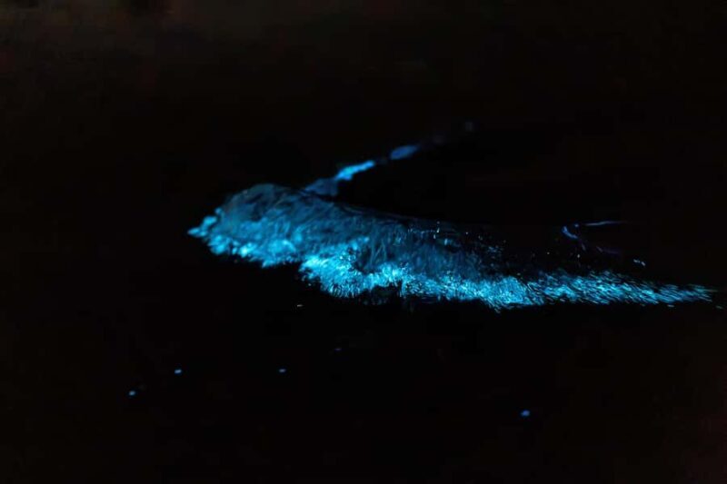 Auckland: Night Kayak Tour in Glowing Bioluminescent Waters - Pricing and Value for Money