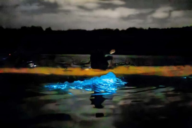 Auckland: Night Kayak Tour in Glowing Bioluminescent Waters - The Sum Up