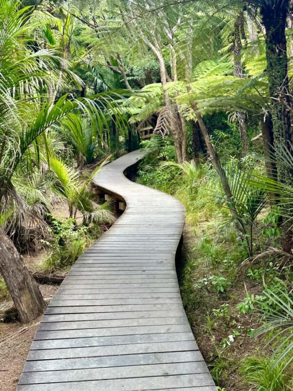 Auckland: Piha Beach, Rainforest, & Mount Eden Private Tour - Practicalities: What You Need to Know
