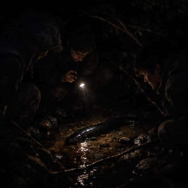 Auckland: Piha Native Bat Discovery Walking Tour - What Makes This Experience Stand Out?