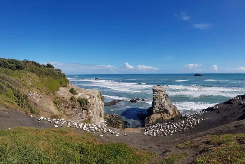 Auckland: Private Muriwai Gannets Experience - Exploring the Experience: A Detailed Breakdown