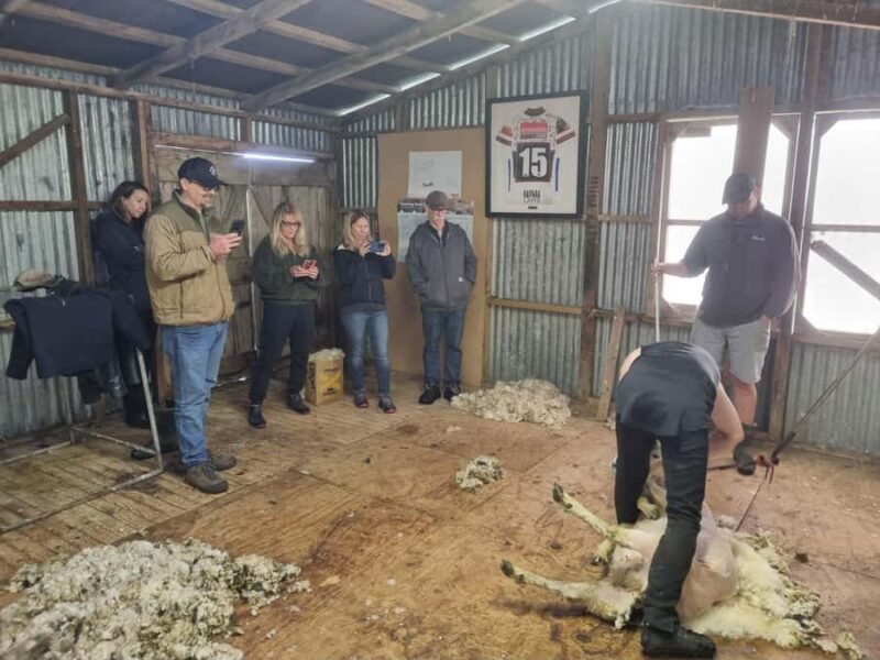 Auckland: Private Sheep & Beef Working Farm Tour - An In-Depth Look at the Farm Tour Experience
