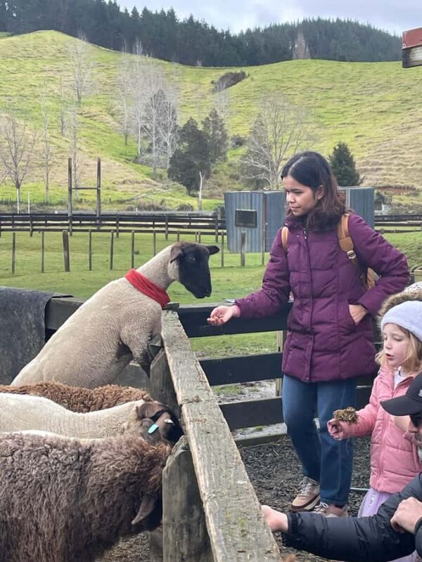 Auckland: Sheepworld, Honey Centre, & Kauri Trail Tour - An Introduction to the Tour Experience