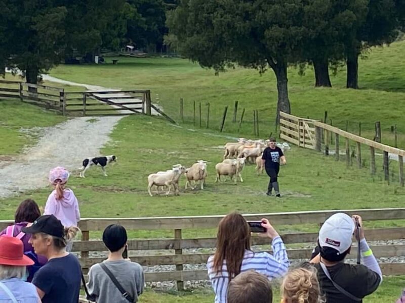 Auckland: Sheepworld, Honey Centre, & Kauri Trail Tour - Practical Details and Considerations