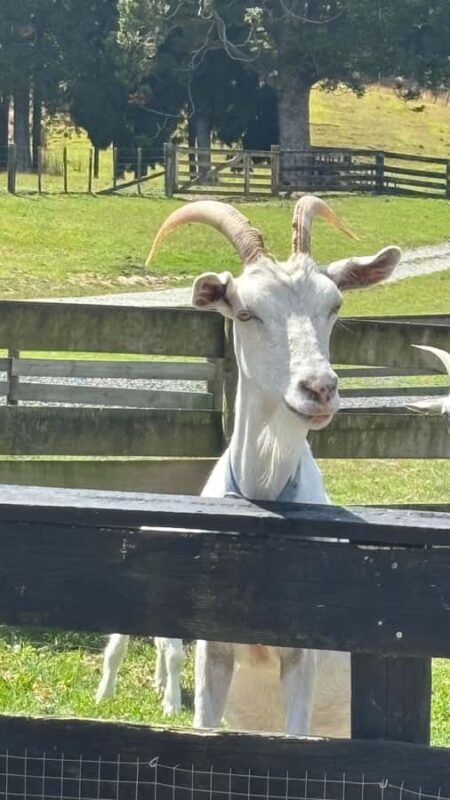 Auckland: Sheepworld, Honey Centre, & Kauri Trail Tour - Who is This Tour Best For?