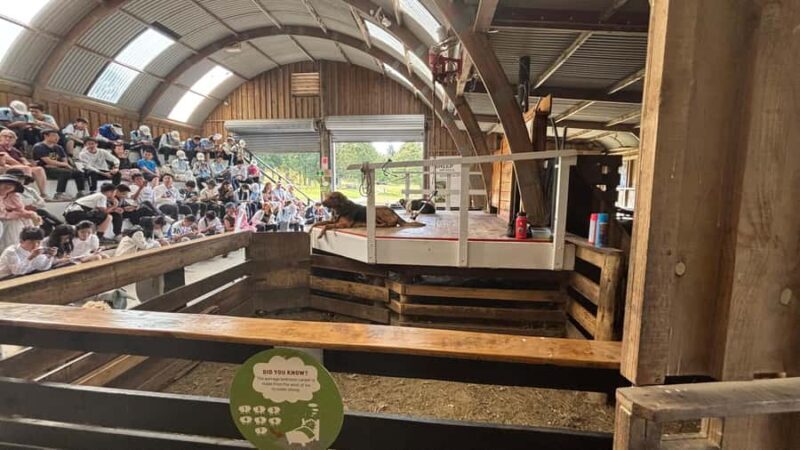 Auckland: Sheepworld, Honey Centre, & Kauri Trail Tour - The Sum Up