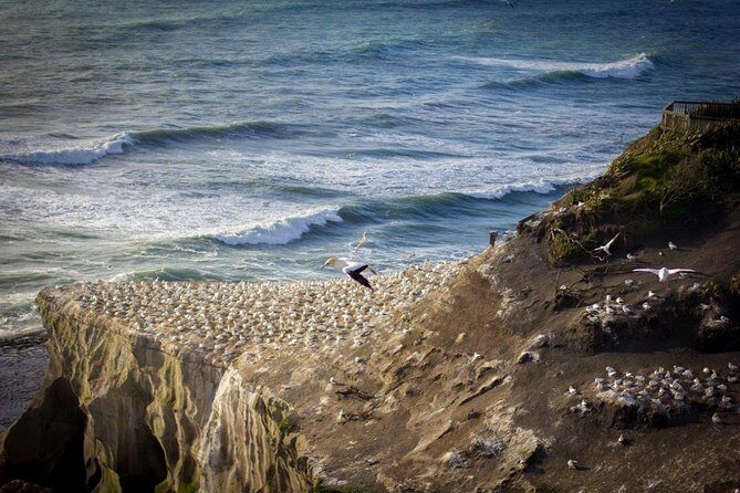 Auckland Sights Exclusive 8 Hour Luxury Day Tour - Key Points