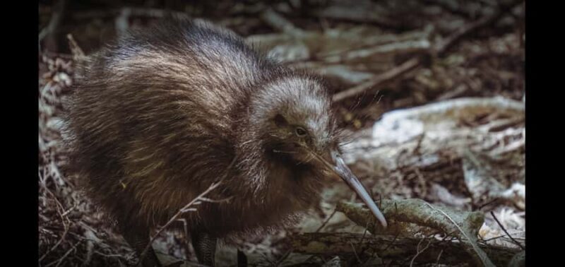 Auckland (Tawharanui): Wild Kiwi Bird Spotting Encounter - Practical Considerations