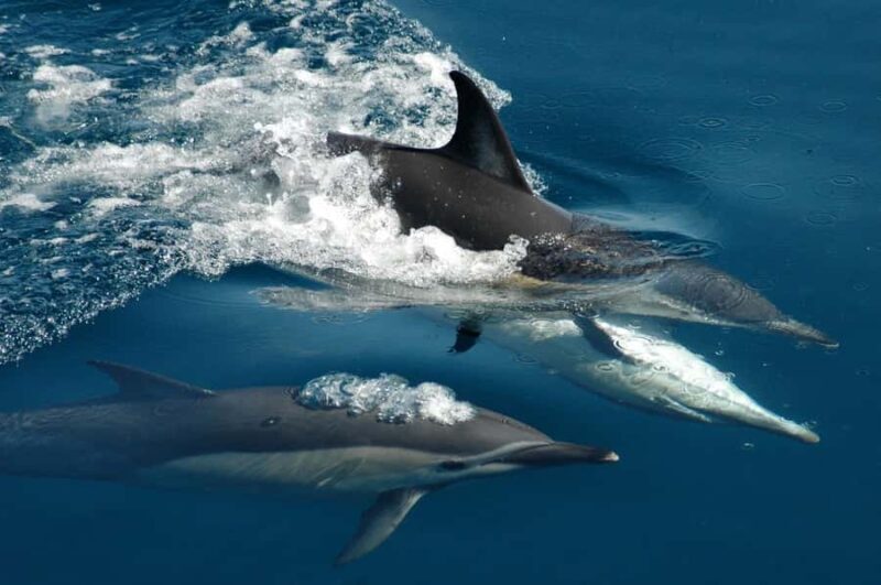 Auckland: Tikapa Moana Whales, Dolphins and Islands Cruise - Scenic Cruising & Wildlife Viewing