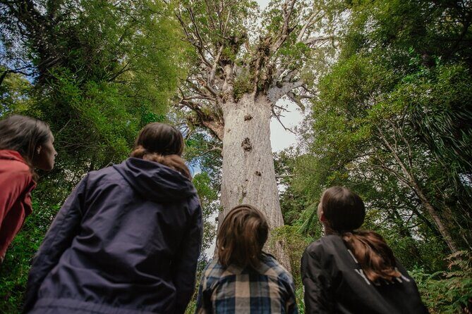 Auckland to Paihia via West Coast Small Group Tour (One Way) - Pricing and Value