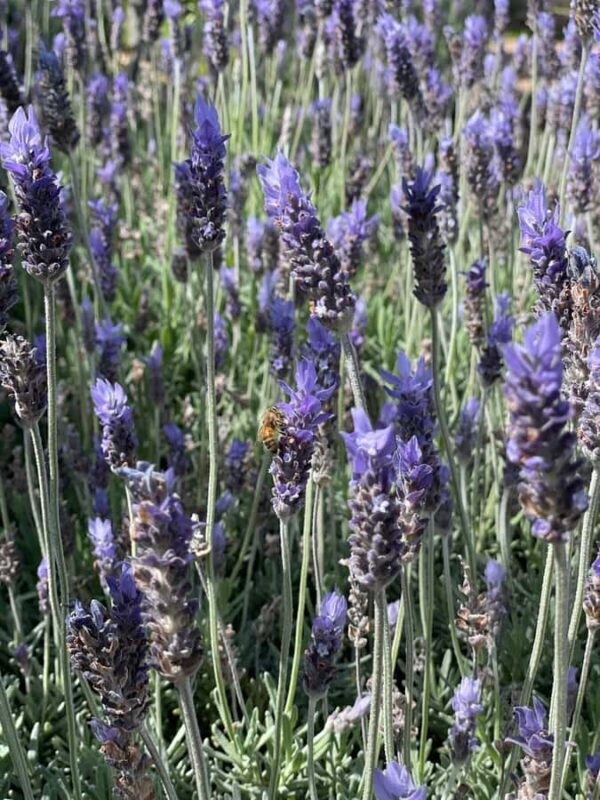 Auckland: Waiheke Island Luxury Experience Private Tour - Introducing the Waiheke Island Luxury Experience