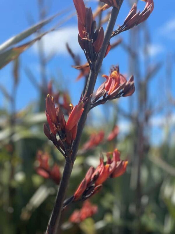 Auckland: Waiheke Island Luxury Experience Private Tour - Authentic Experiences Based on Reviews