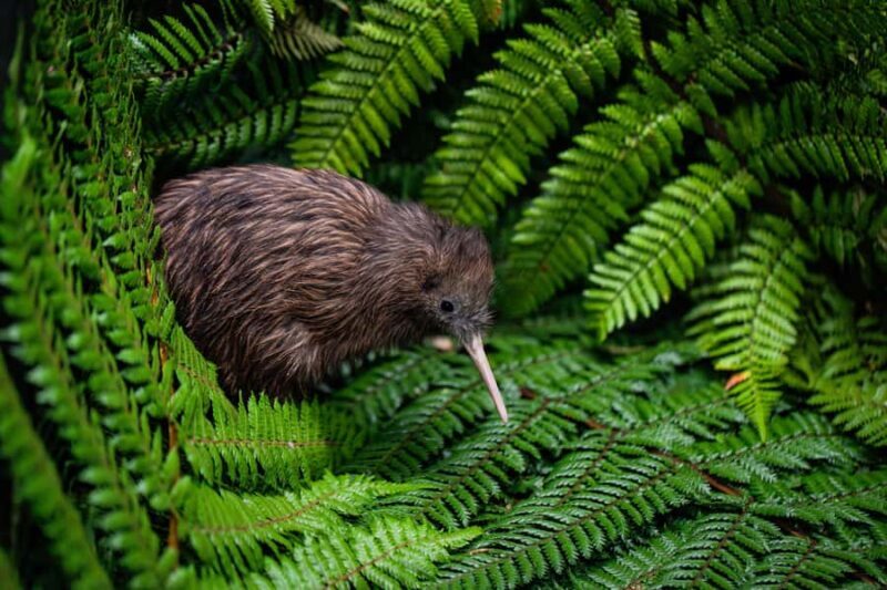 Auckland: Waitomo Caves & Te Puia Rotorua w Picnic Lunch - An Overview of the Experience