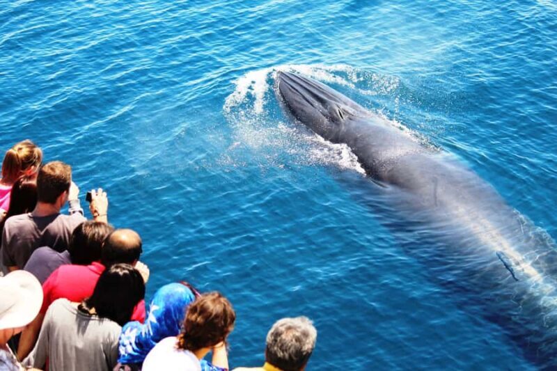 Auckland: Whale and Dolphin Watching Half-Day Eco Cruise - Key Points