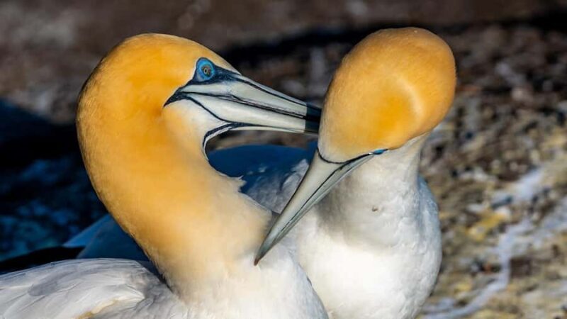 Auckland: Wild West Coast, Black Sand Beaches Tour inc Lunch - Transport, Duration, and Group Size