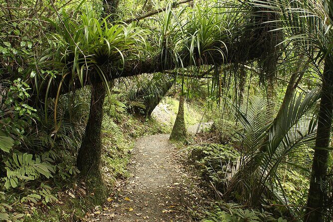Auckland's Wild West Coast & Black Sand Beaches Tour inc Lunch - Analyzing the Value