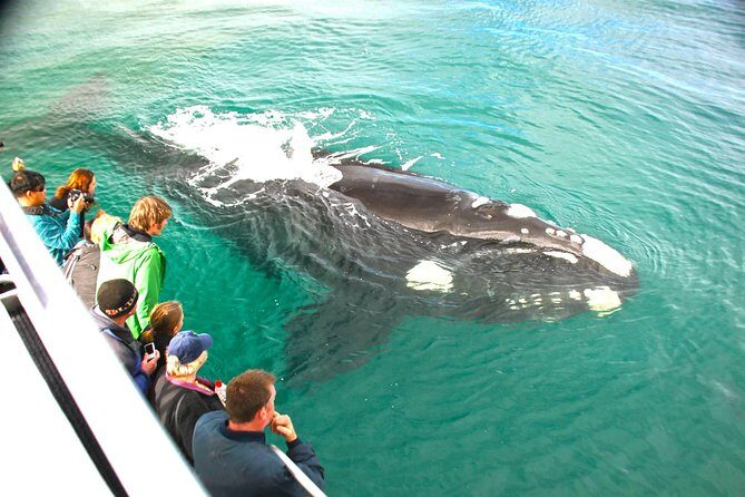 Augusta Whale Watching Eco Tour - The Experience in Detail