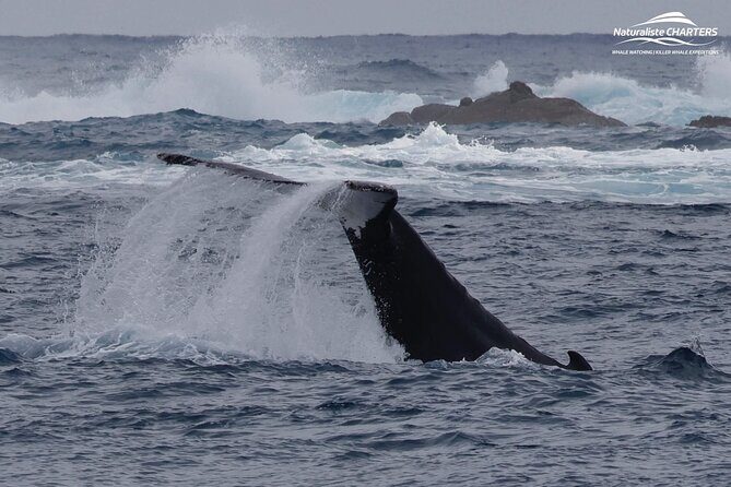 Augusta Whale Watching Eco Tour - FAQs