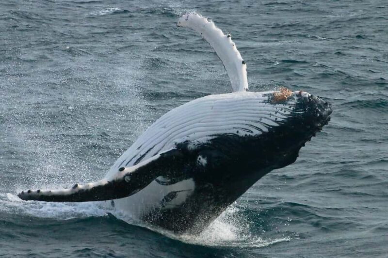 Augusta: Whale Watching Tour - Key Points