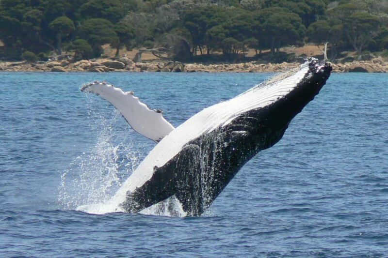 Augusta: Whale Watching Tour - FAQ