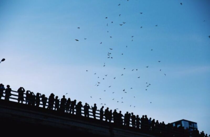 Austin Premium Driving Tour with Sunset Boat Cruise - Who Will Enjoy This Tour?