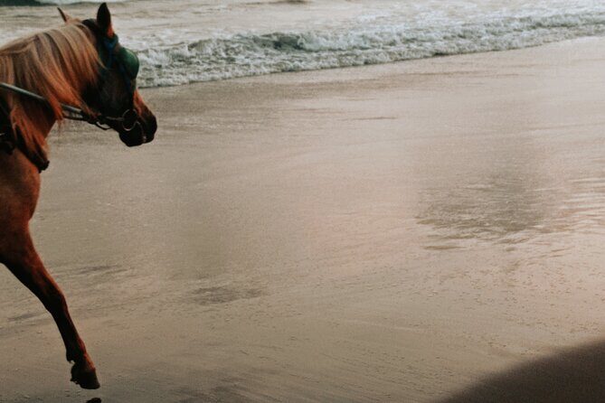 Australia: Coffs Harbour Beach Horse Ride & Lagoon Swim + Photos - Key Points