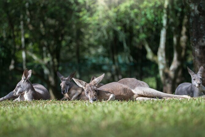 Australia Zoo Day Trip from Noosa /Sunshine Coast Region - An In-Depth Look at the Experience