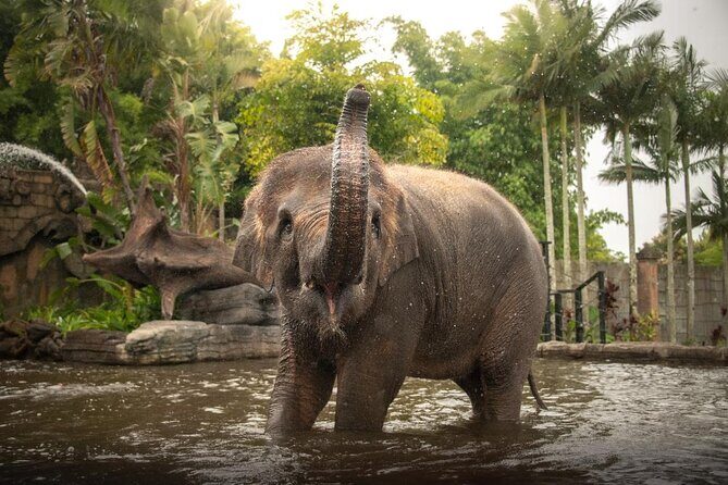 Australia Zoo Private Group Tour from Brisbane - Australia Zoo Private Group Tour from Brisbane: An In-Depth Look