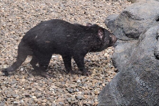 Australia Zoo Private Group Tour from Brisbane - Coastal and Beachside Charm