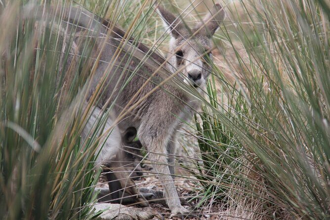 Australian Experience at Werribee Open Range Zoo - excl. entry - How the Itinerary Unfolds