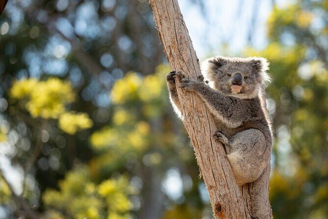 Australian Experience at Werribee Open Range Zoo - excl. entry - Practical Details and Considerations