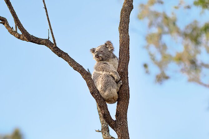Australian Surfing and Camping Tours - Who Should Consider This Tour?