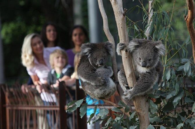 Australian Wildlife Tour at Melbourne Zoo Ticket - excl. entry - Introduction