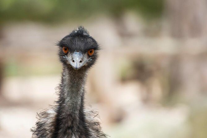 Australian Wildlife Tour at Melbourne Zoo Ticket - excl. entry - Key Points