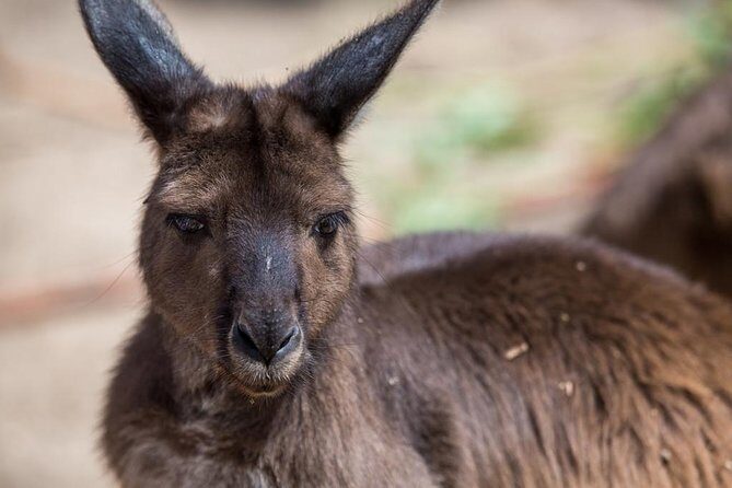 Australian Wildlife Tour at Melbourne Zoo Ticket - excl. entry - The Itinerary: What to Expect