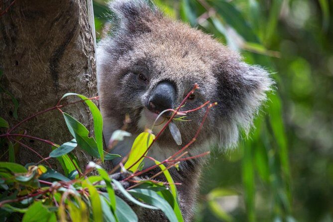 Australian Wildlife Tour at Melbourne Zoo Ticket - excl. entry - Group Size and Logistics