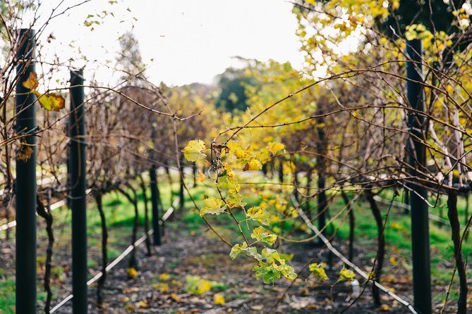Australian Wine Discovery Tour Ticket - Practical Tips for Visitors