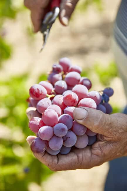 Authentic Cyprus with an Romanian-speaking Guide - FAQs