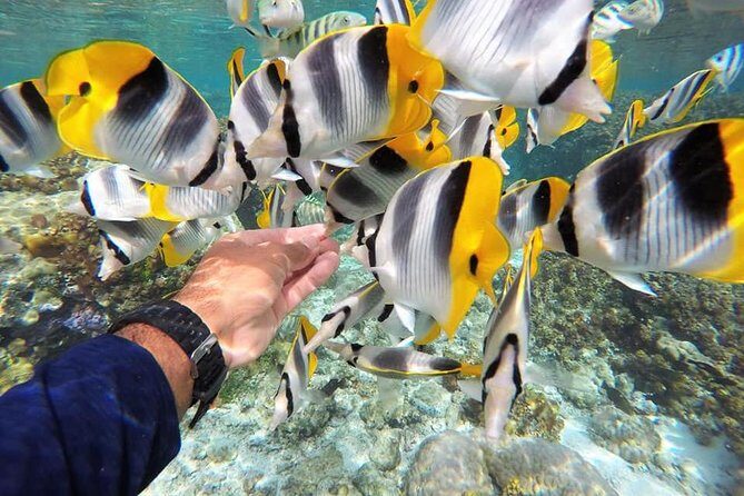 Authentic Polynesian Experience - Why This Tour Stands Out