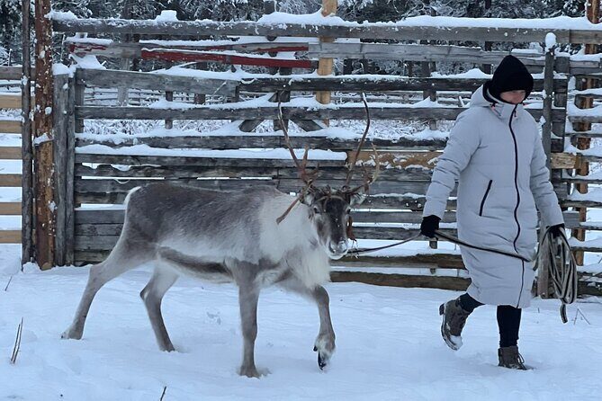 Authentic Reindeer Experience and Ice Fish with Lunch in the Wild - The Sum Up