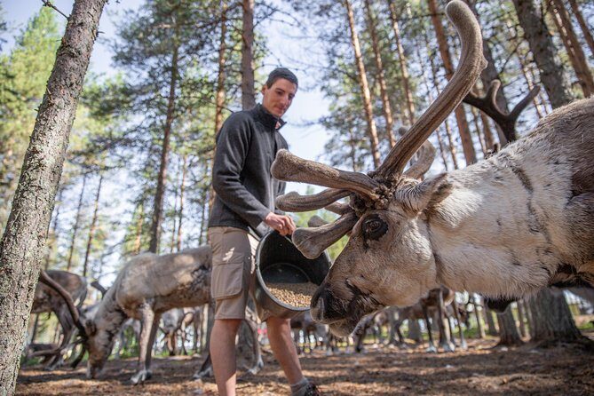 Authentic Reindeer Farm and Canoe Experience from Rovaniemi - Practical Details and Value