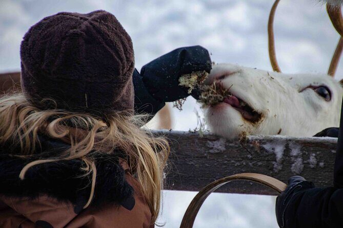Authentic Reindeer Farm Experience in Rovaniemi - A Closer Look at the Reindeer Farm Tour