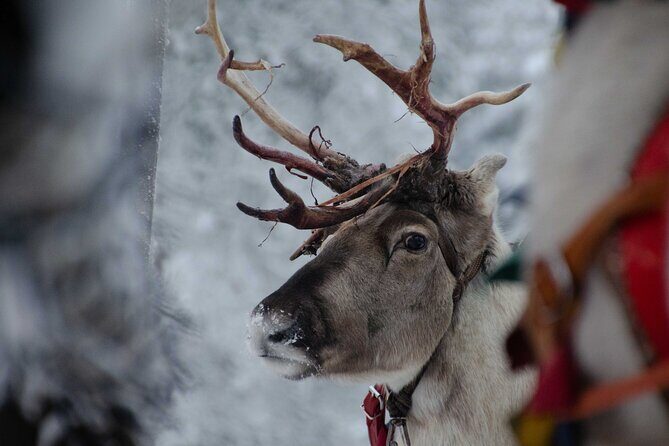 Authentic Reindeer Farm Experience in Rovaniemi - FAQ