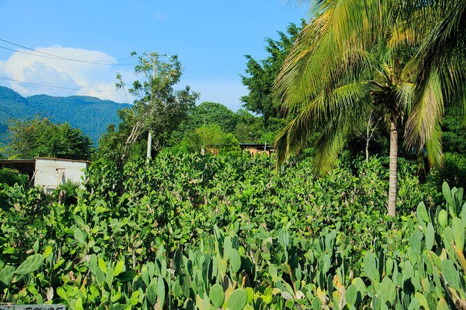 Authentic Rural Mexican Experience Adventure - Why This Tour Works for Different Travelers