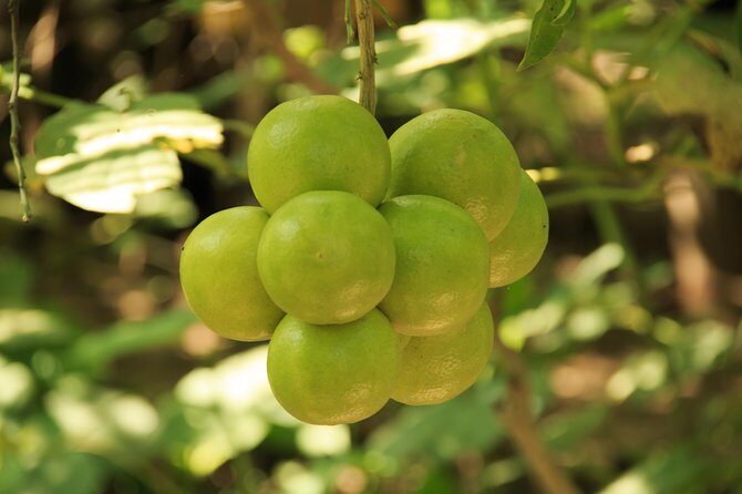 Authentic Rural Mexican Experience Adventure - The Sum Up