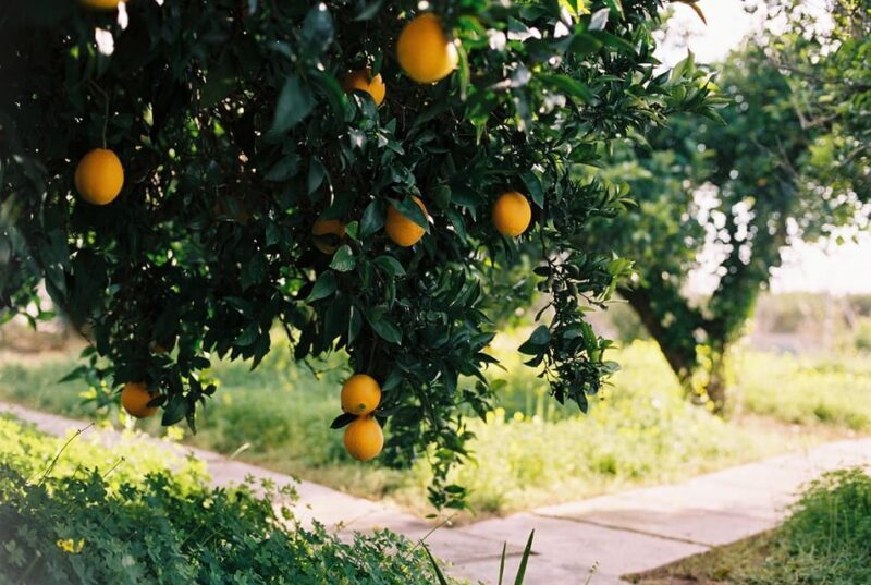 Authentic Valencian Paella Cooking Class - Practical Tips for Future Guests
