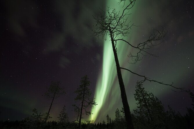 Autumn Aurora Borealis Picnic in Rovaniemi - Who Should Book This Tour?