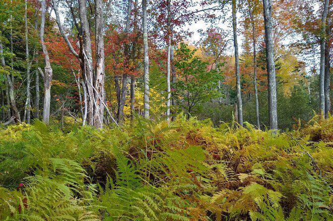 Autumn in Acadia National Park Private Leaf Peeper Driving Tour - Practical Details and Tips