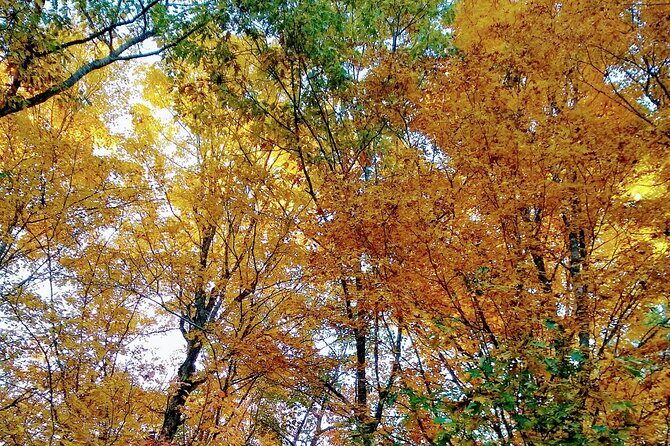 Autumn in Acadia National Park Private Leaf Peeper Driving Tour - Frequently Asked Questions