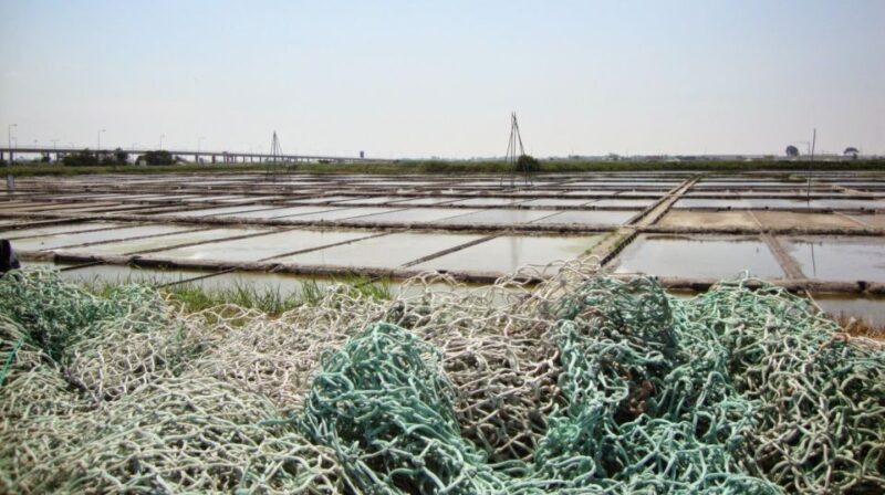 Aveiro: Walking Tour, Boat Cruise, Sweets & Church Entrance - Who Will Love This Tour?